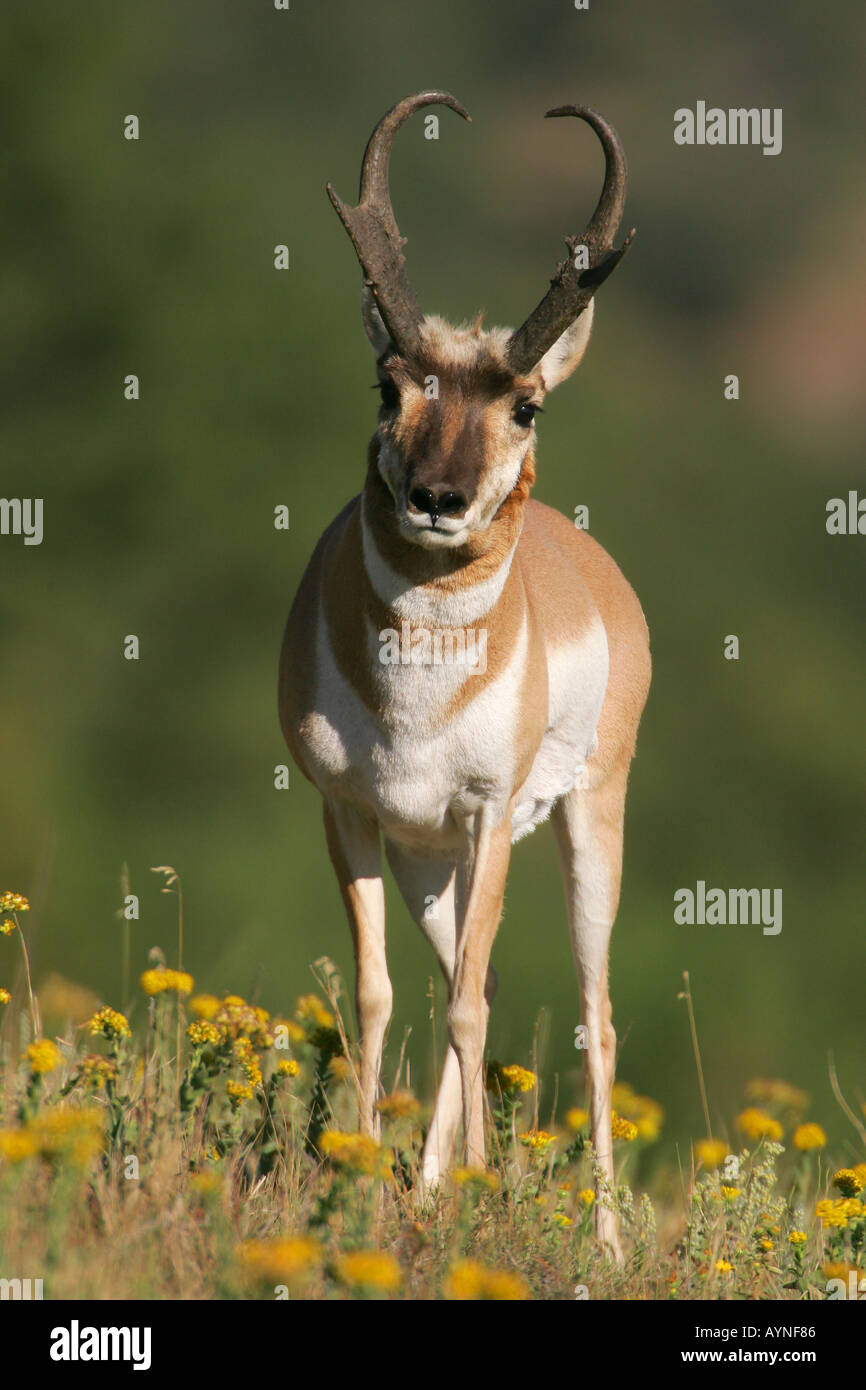 Pronghorn antelope buck Stock Photo - Alamy