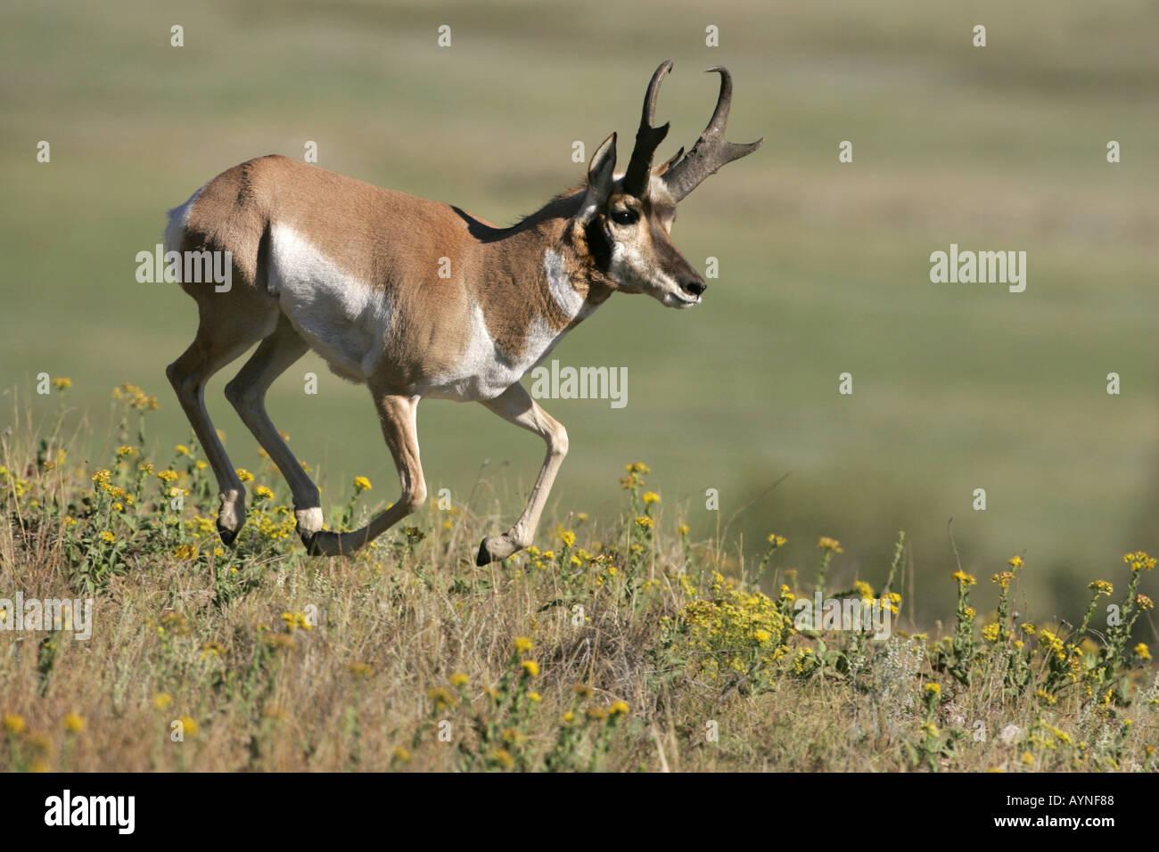 Pronghorn antelope buck Stock Photo - Alamy