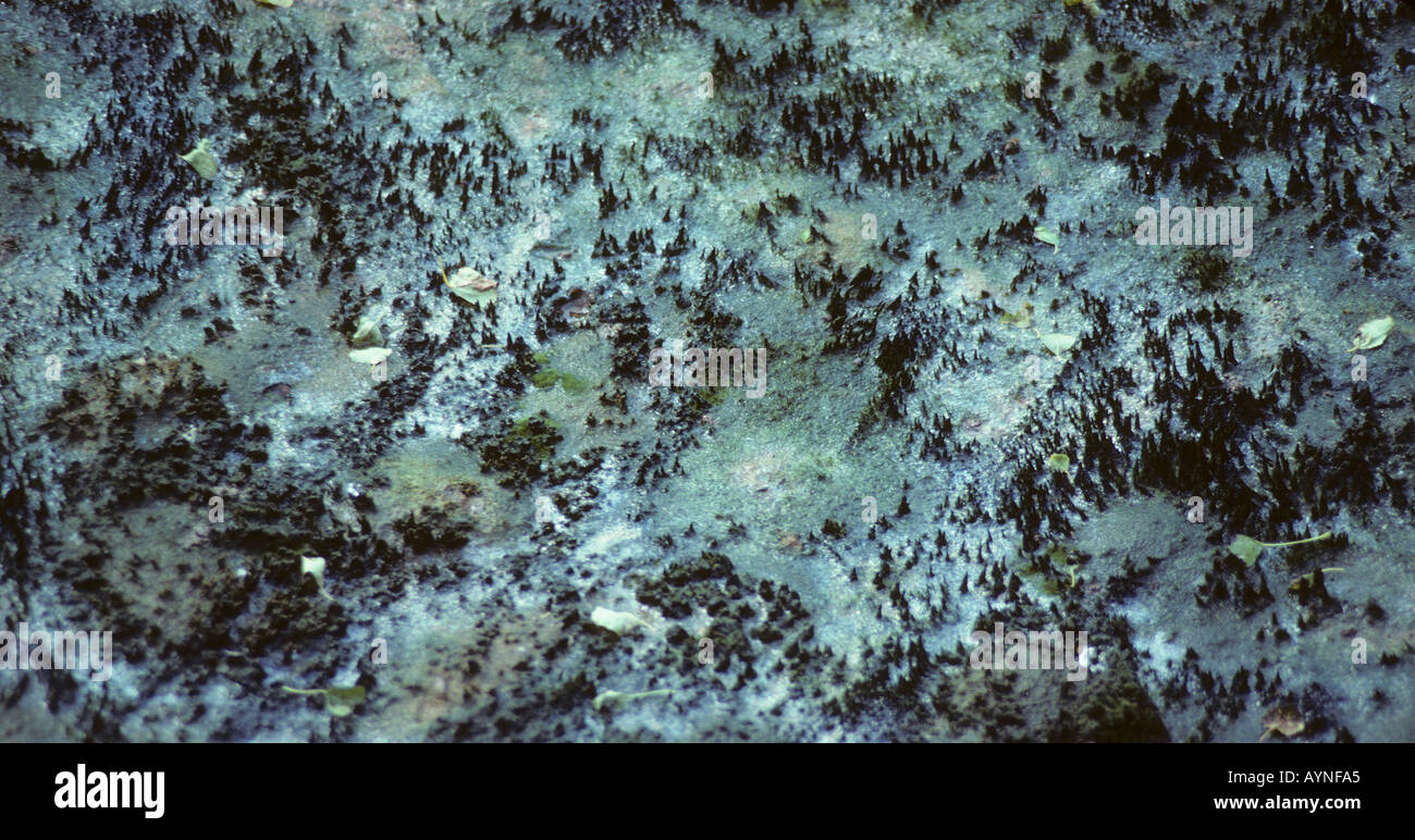 Close up of pool of brackish water with a skin of surface algal scum ...
