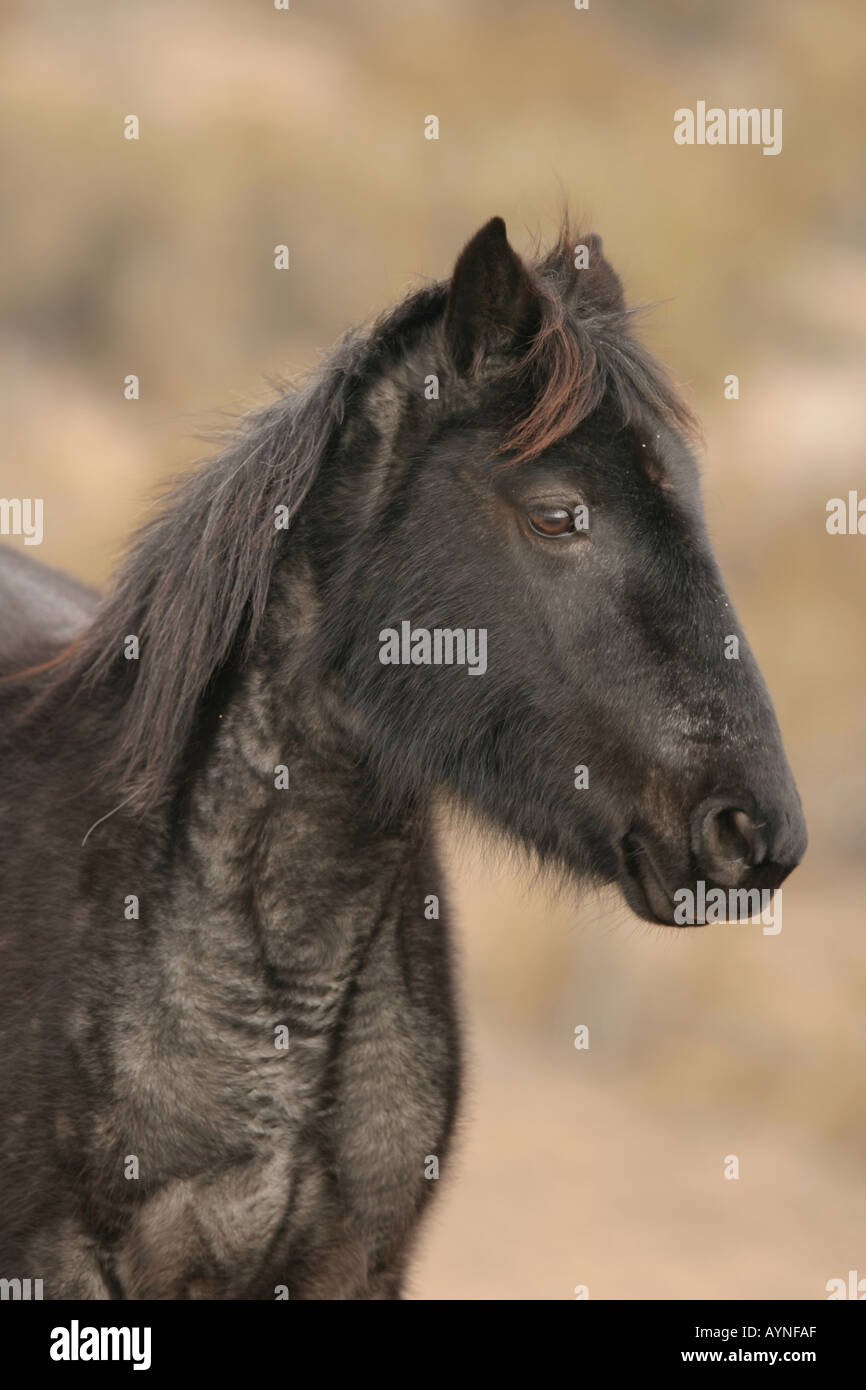 Pryor mountains mustang hi-res stock photography and images - Alamy