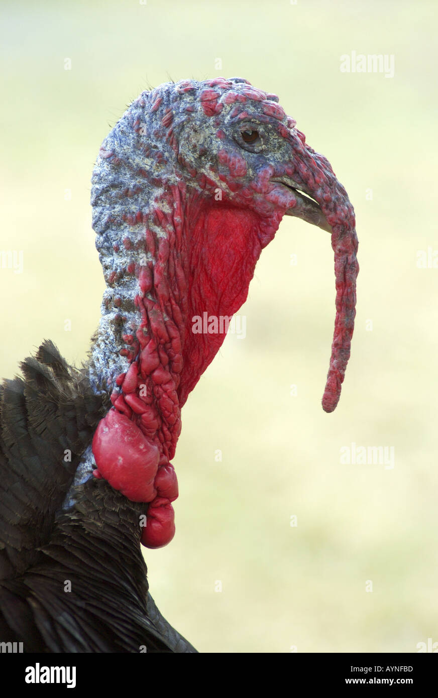 Close up head ugly turkey hi-res stock photography and images - Alamy