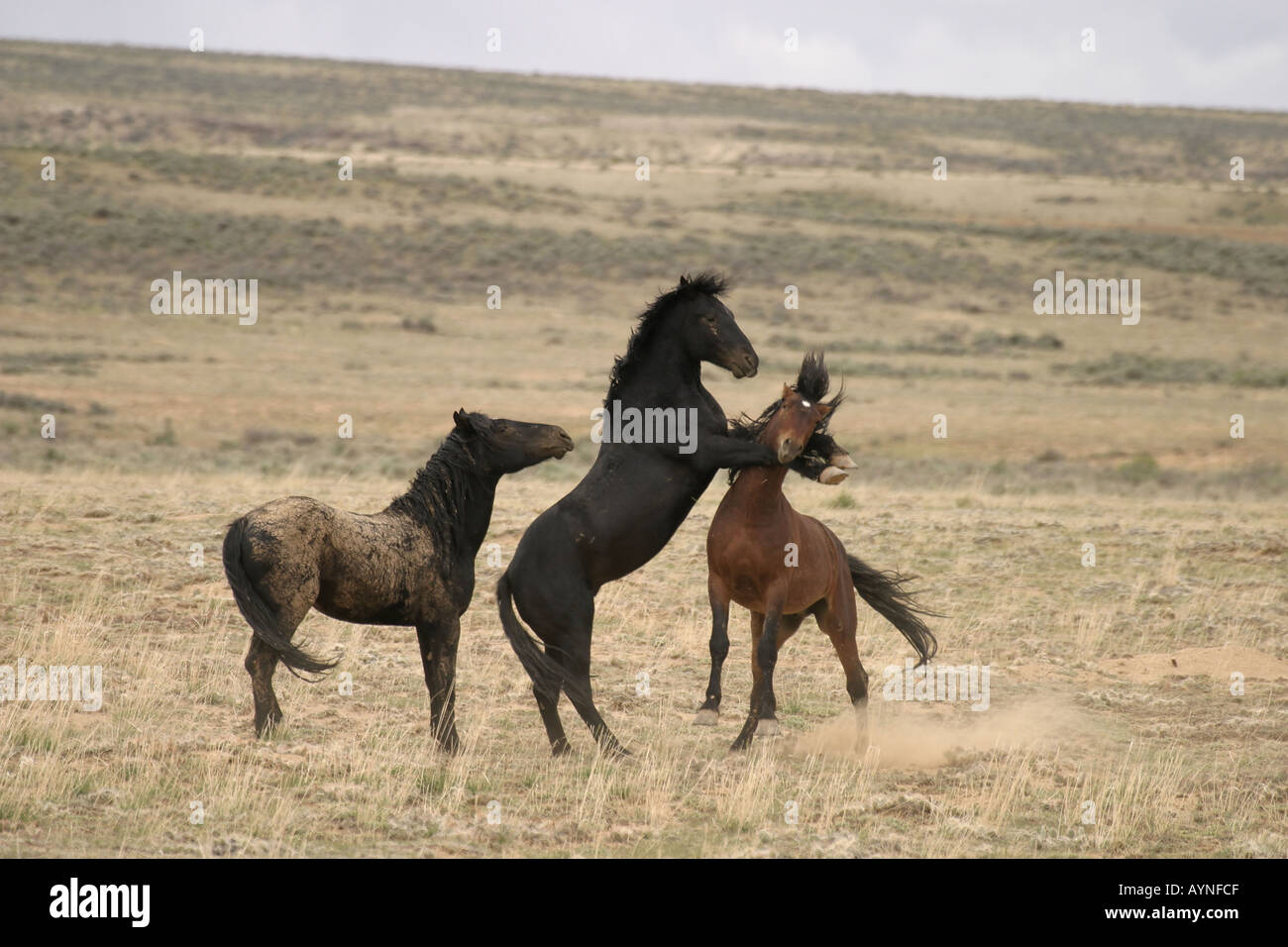 Wild mustang stallions fighting for dominance Stock Photo - Alamy