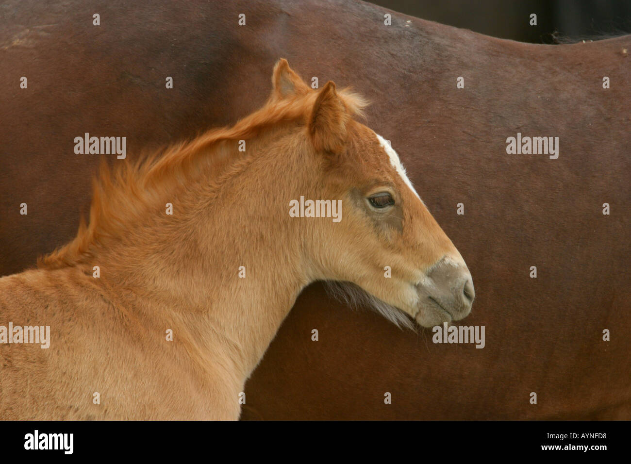 Wild mustang foal Stock Photo - Alamy