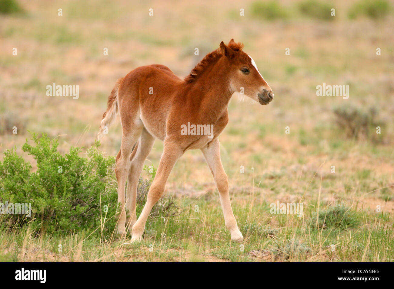 Wild mustang foal Stock Photo - Alamy