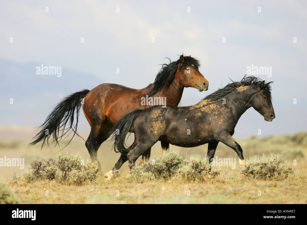 Wild mustangs rival band stallions Stock Photo - Alamy