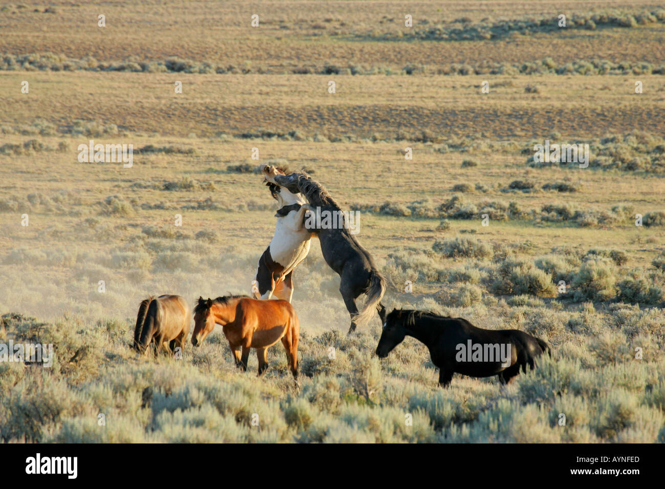 Wild mustang stallions fighting Stock Photo - Alamy