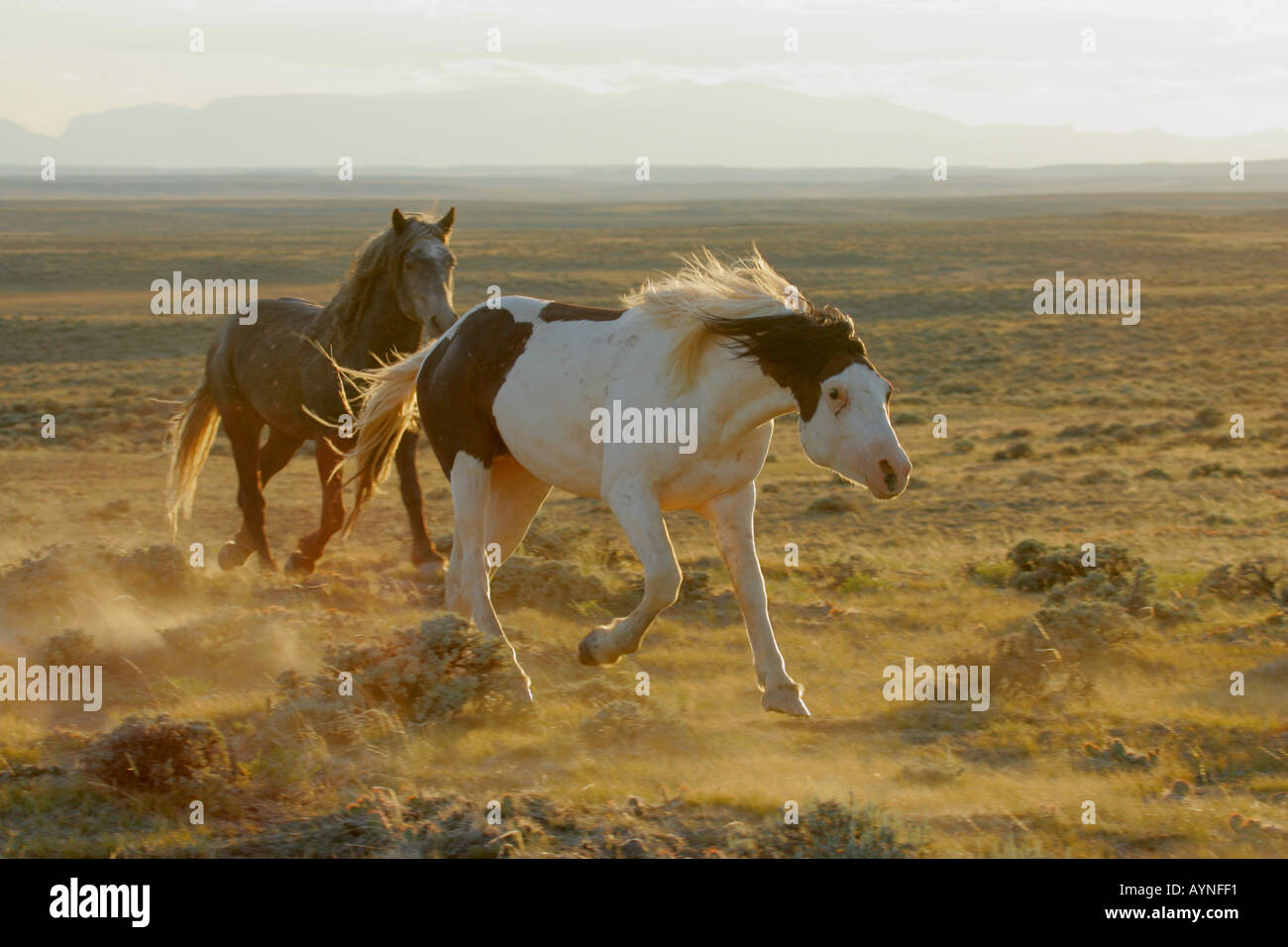 Wild horse stallion snaking hi-res stock photography and images - Alamy