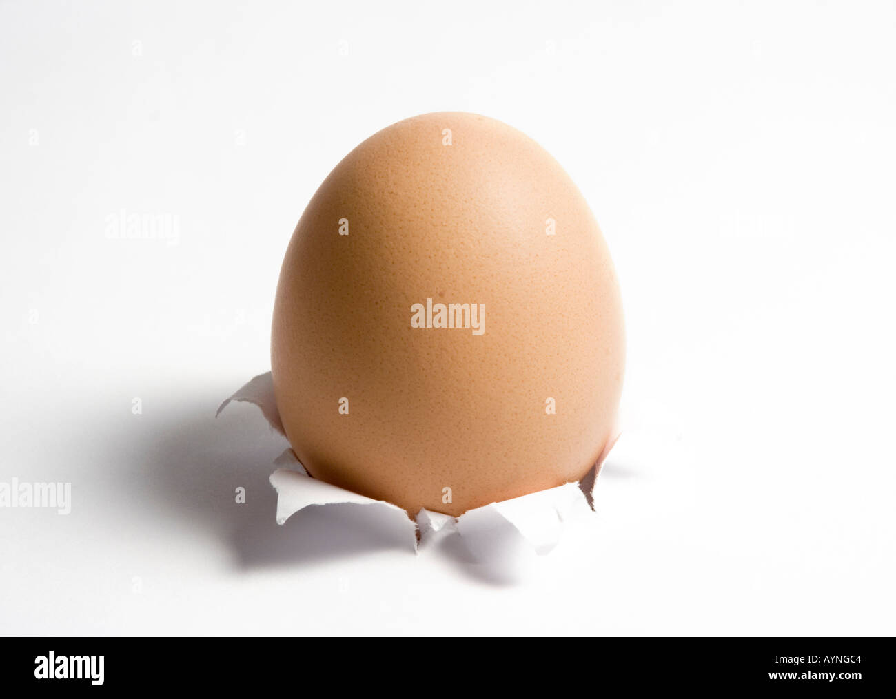 A single egg popping through a white background Stock Photo - Alamy