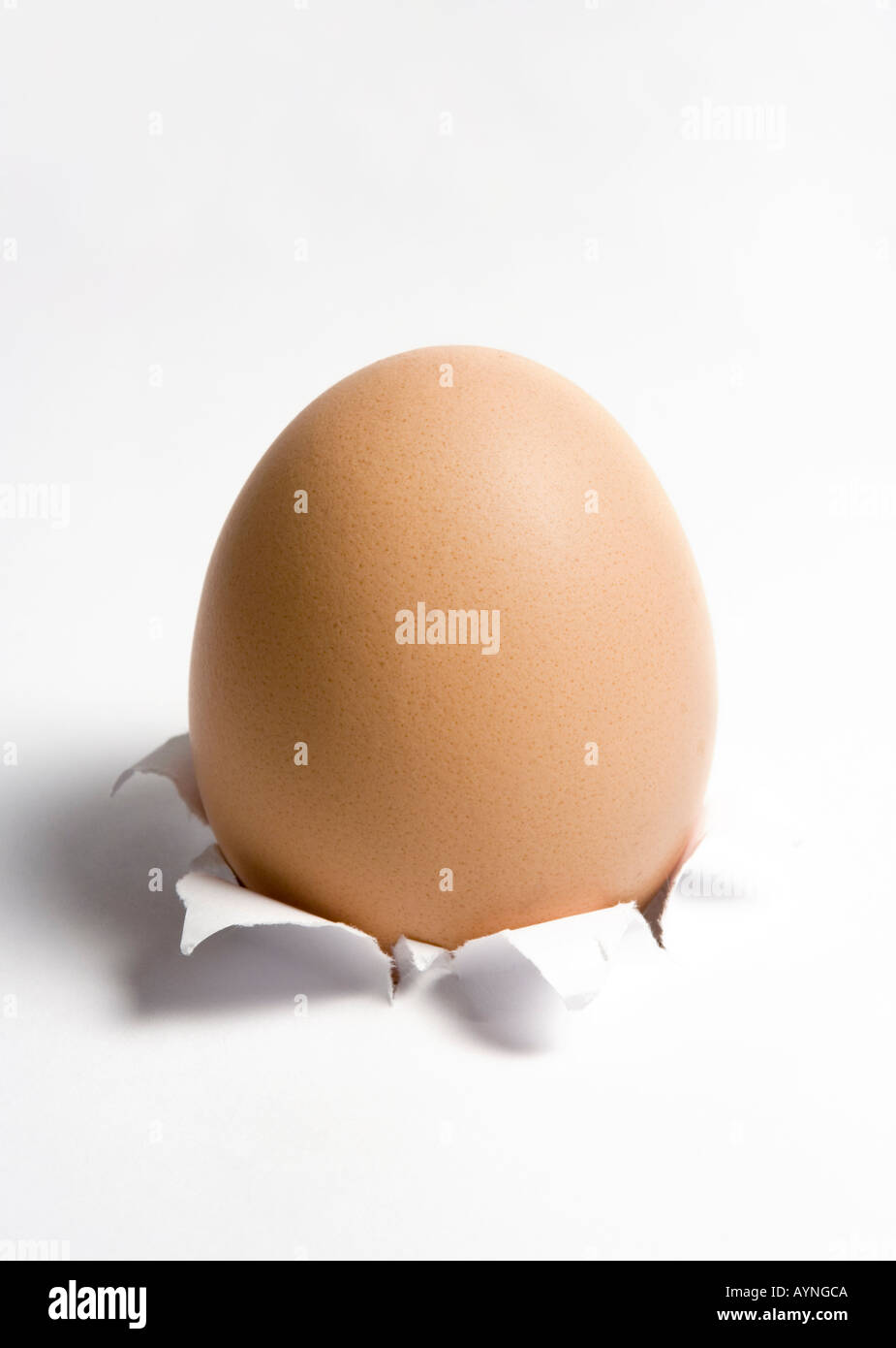 A single egg popping through a white background Stock Photo - Alamy