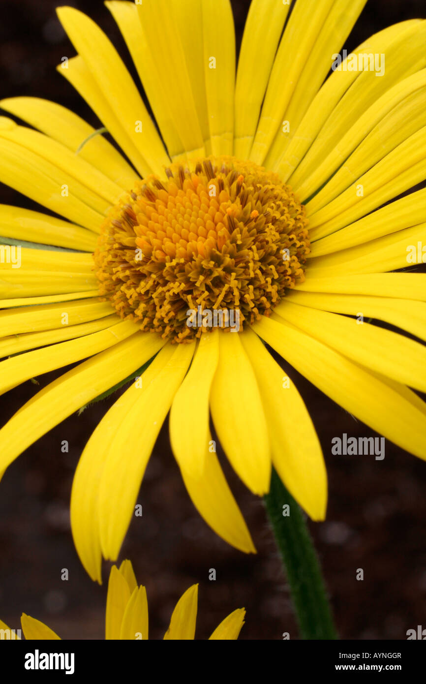 Miss Mason High Resolution Stock Photography and Images - Alamy