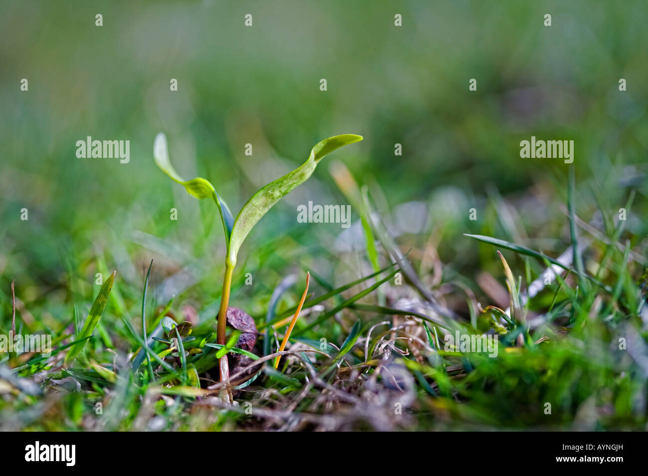 Sycamore Seedling High Resolution Stock Photography and Images - Alamy