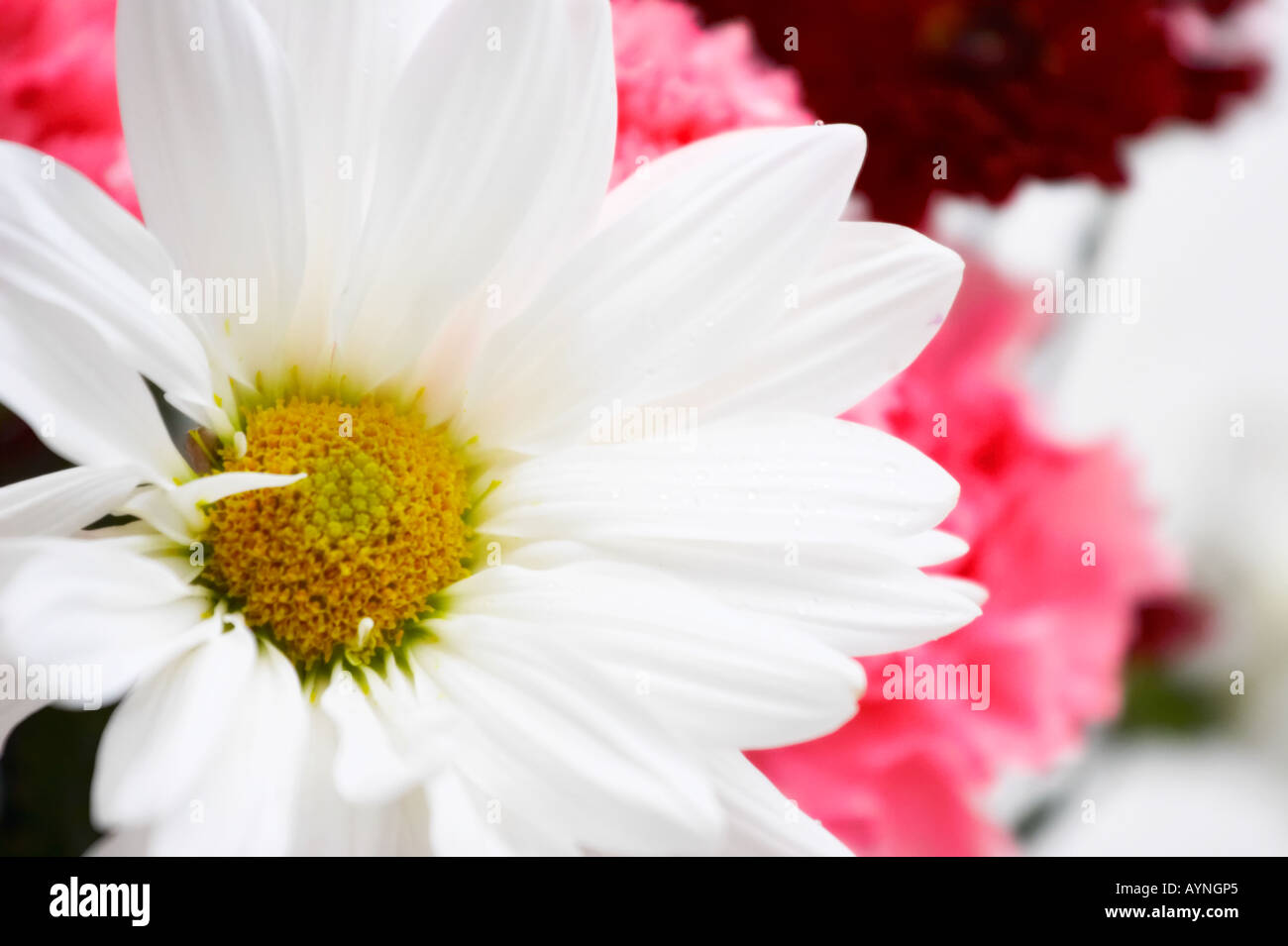 high key diffused glow daisy Stock Photo - Alamy