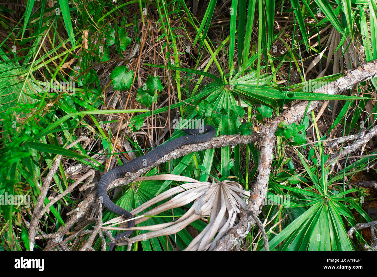Snake in the sun hi-res stock photography and images - Alamy