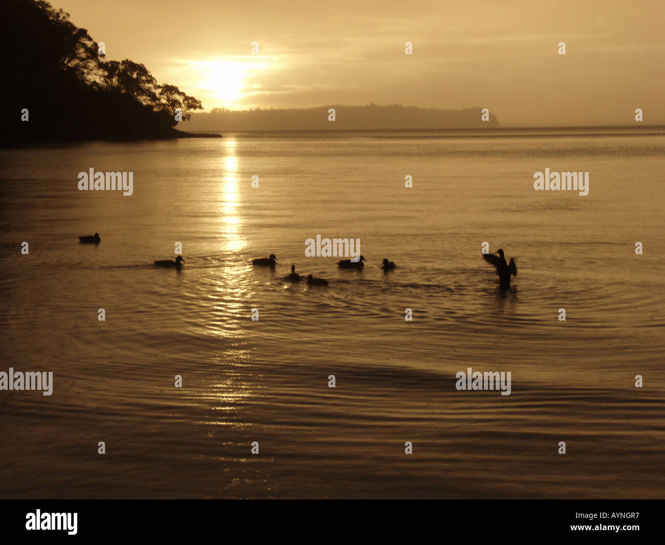 French bay beach, new zealand hi-res stock photography and images - Alamy