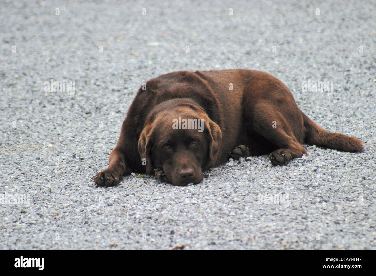 Brauner hund hi-res stock photography and images - Alamy