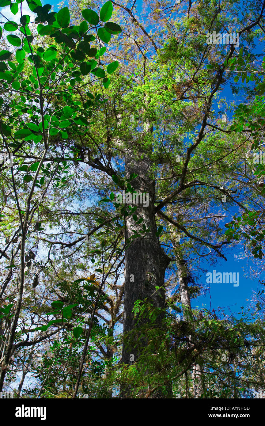 sunlit tree top Stock Photo - Alamy