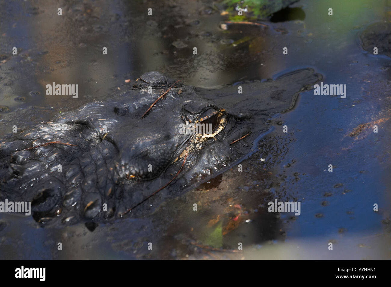 close up of grown up alligator Stock Photo - Alamy
