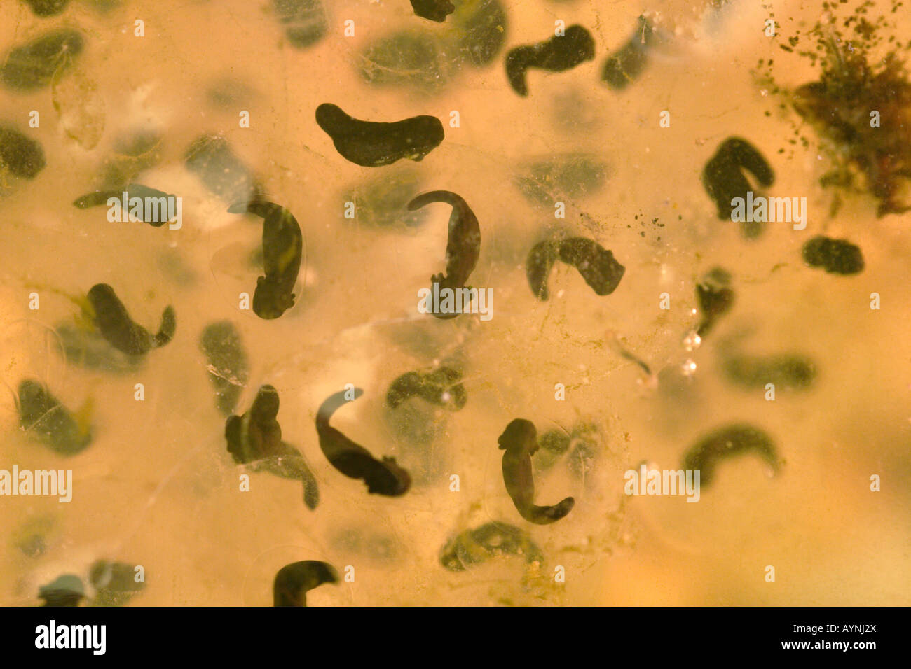 Developing frogspawn hi-res stock photography and images - Alamy
