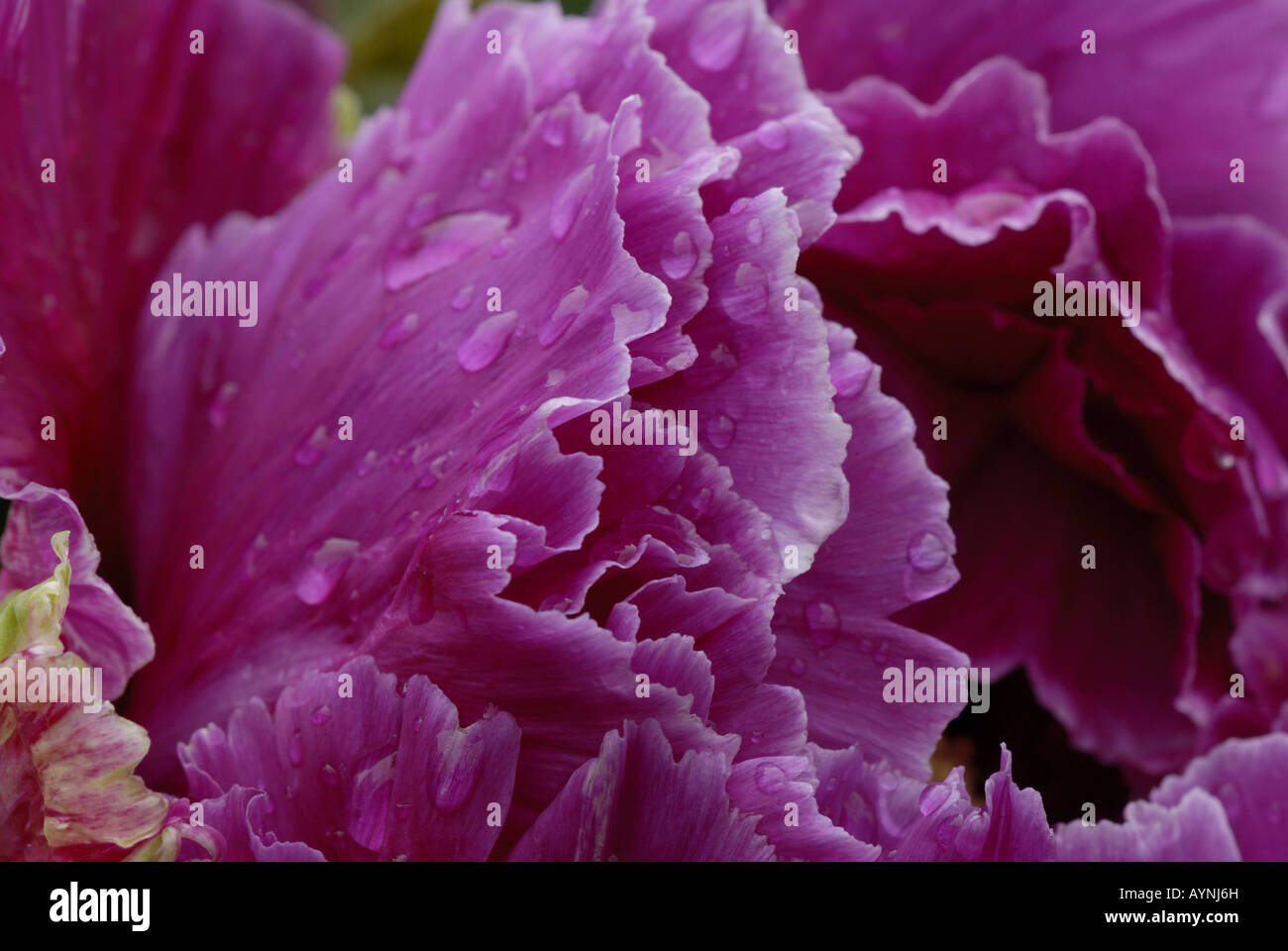 Tree Peony Flower (Paenoia sp.). Close up of petals with rain drops ...