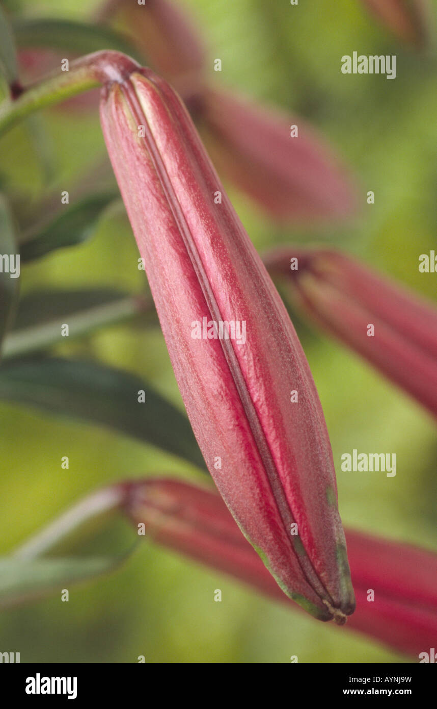 Lilium regale. AGM (Regal lily) Div. IX Species lilies & varieties ...