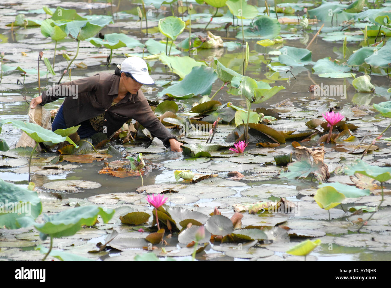 Vietnamese woman picking lotus flowers hi-res stock photography and ...