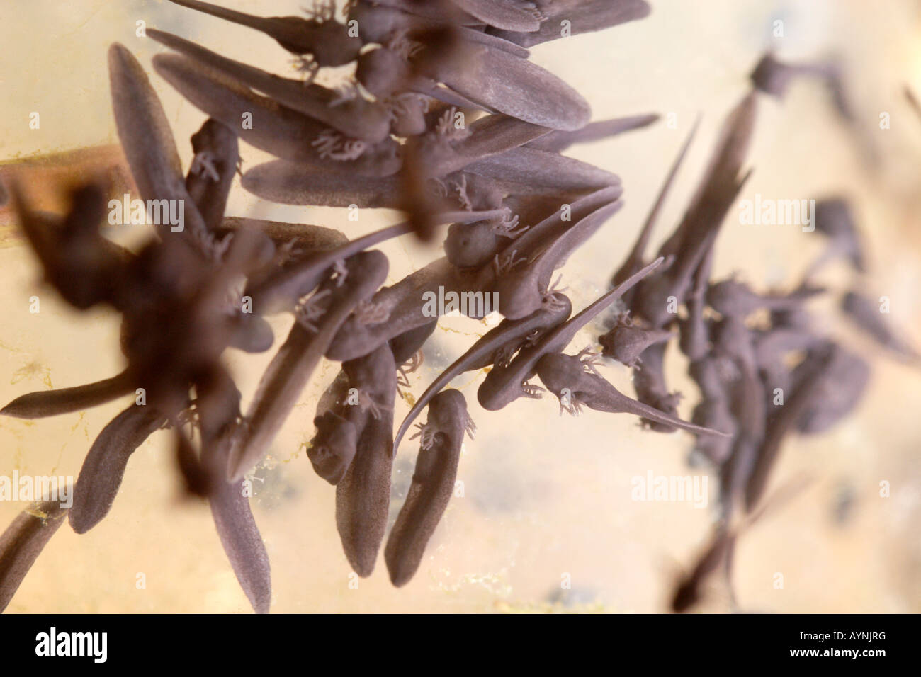 Tadpoles in the early stages of development, showing external gills ...