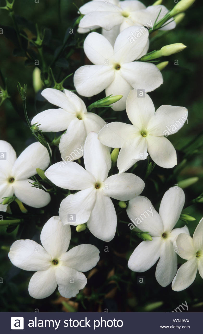 Poets Jasmine Stock Photos & Poets Jasmine Stock Images - Alamy