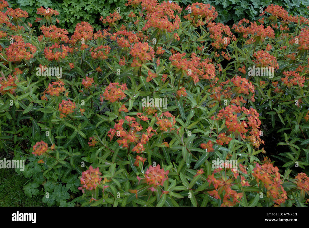 Euphorbia griffithii (Fireglow ) View of entire plant with flowers ...