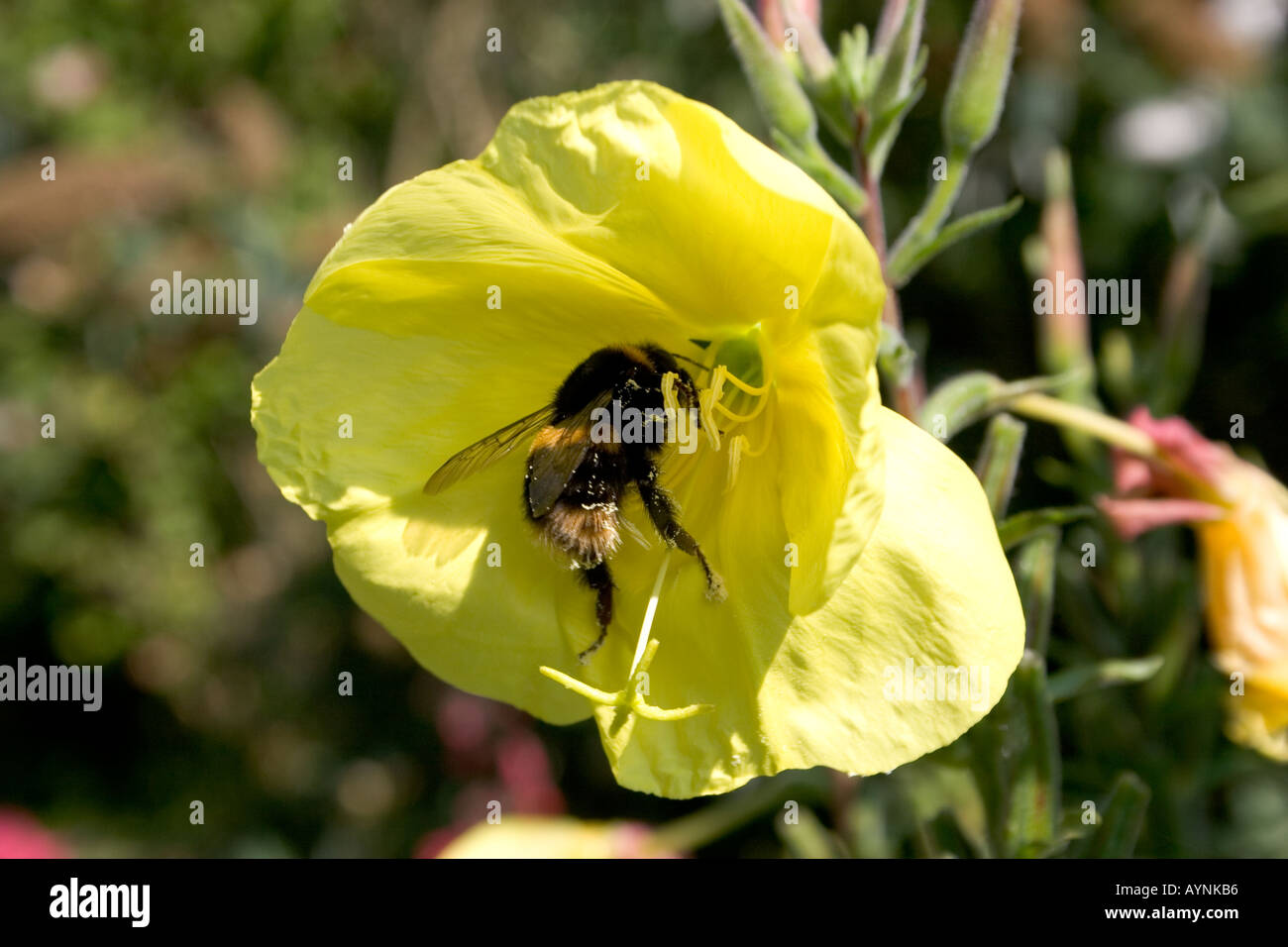 Evening primrose bee hi-res stock photography and images - Alamy