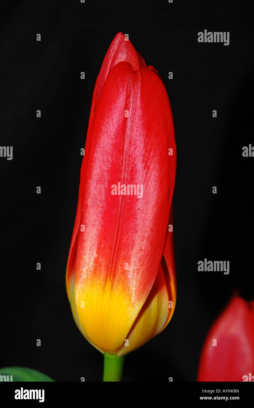 Tulipa 'Scarlet Baby' Stock Photo - Alamy