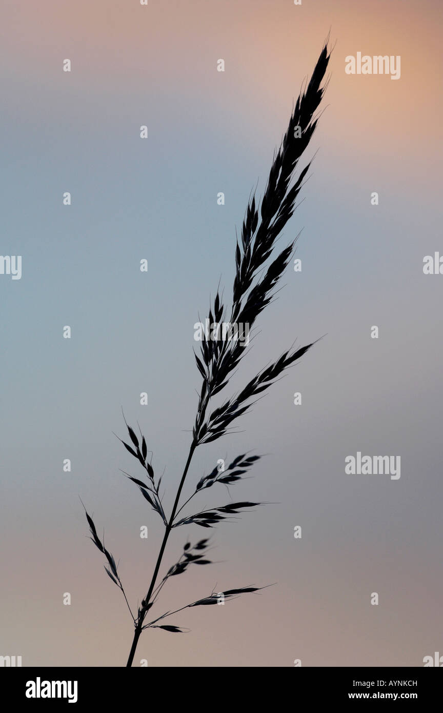 Grass sp at sunset North Kent Marshes Kent England Stock Photo - Alamy