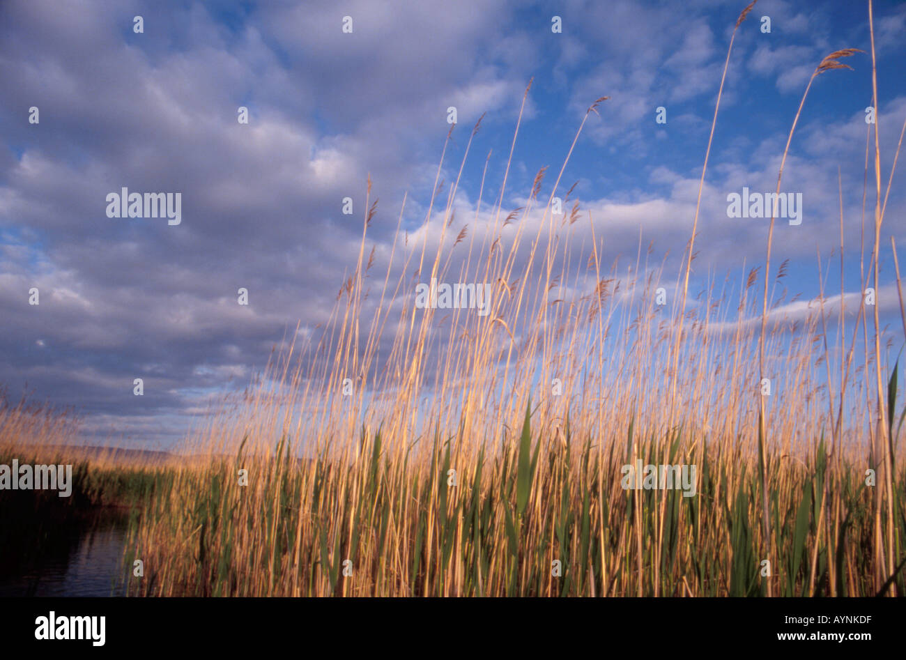 World environment day turkish hi-res stock photography and images - Alamy