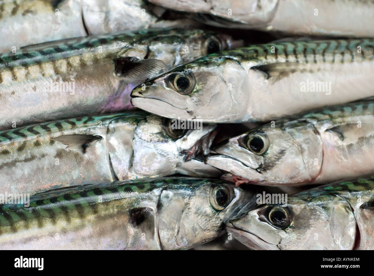 Line caught mackerel hi-res stock photography and images - Alamy