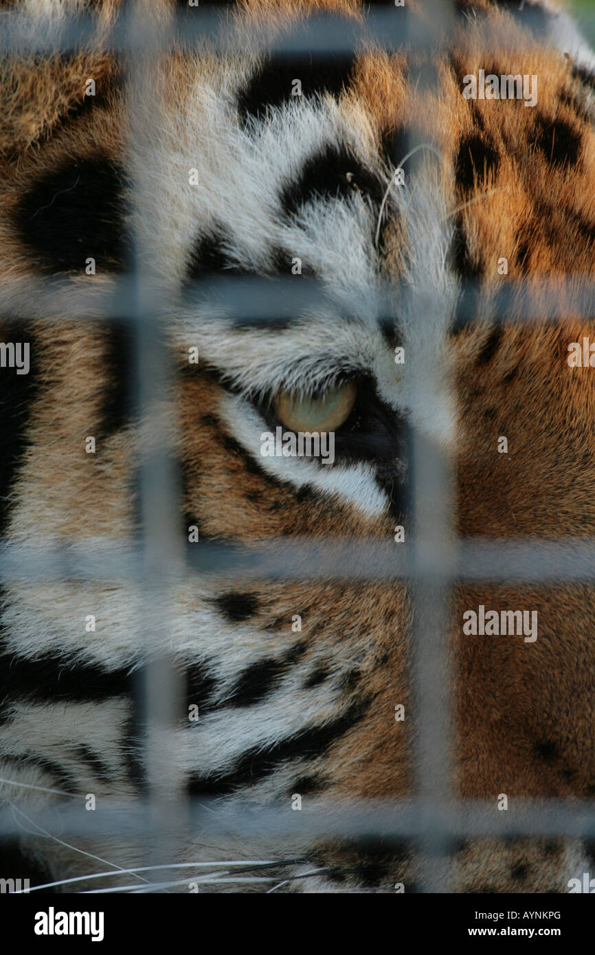 Siberian tiger Panthera tigris altaica behind bars at a zoo Stock Photo ...