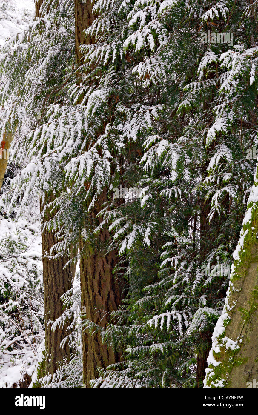 Snow falling on cedars hi-res stock photography and images - Alamy