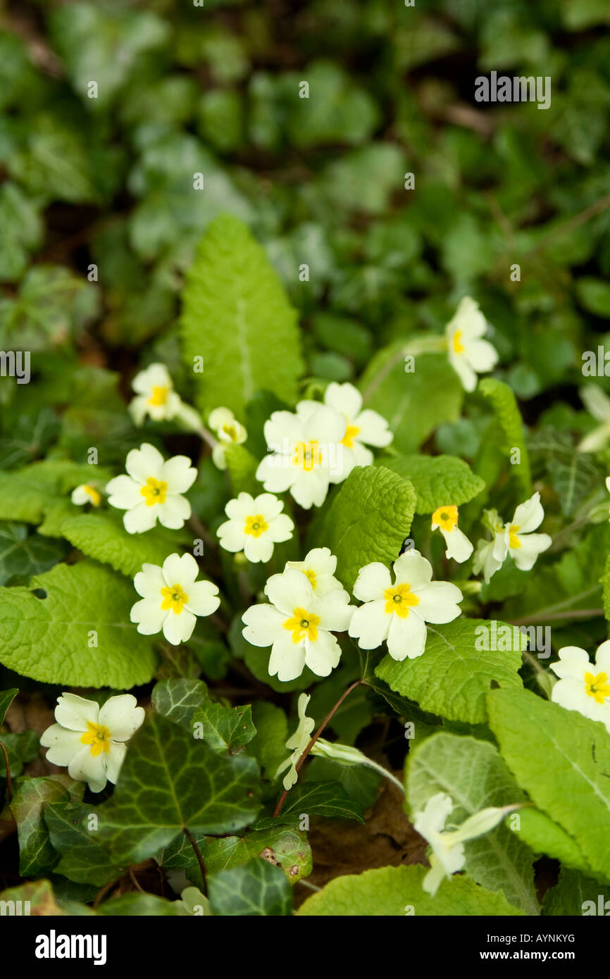 Wild primroses (Primula vulgaris), Essex, UK Stock Photo - Alamy