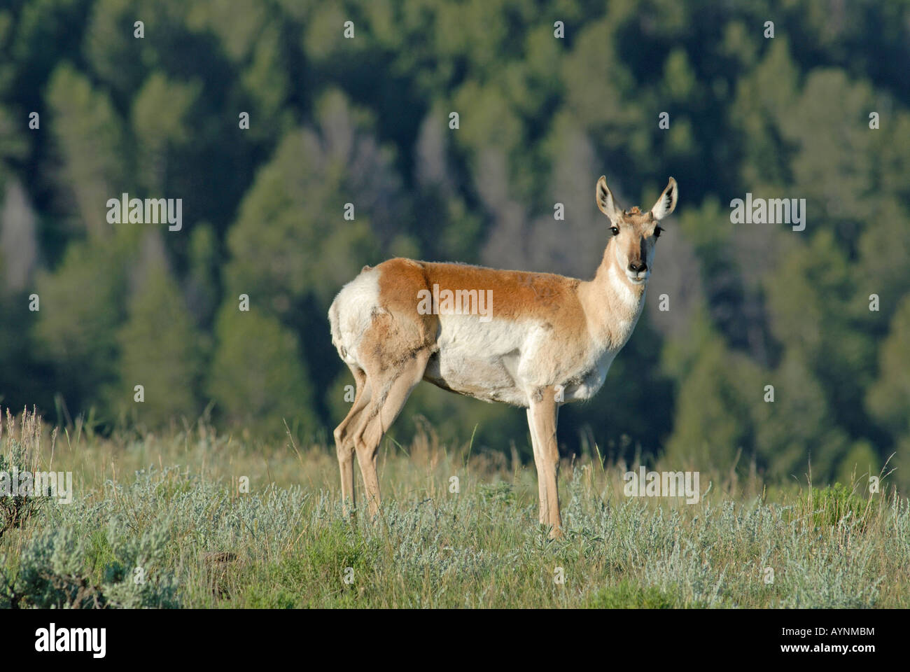 Full body pronghorn hi-res stock photography and images - Alamy