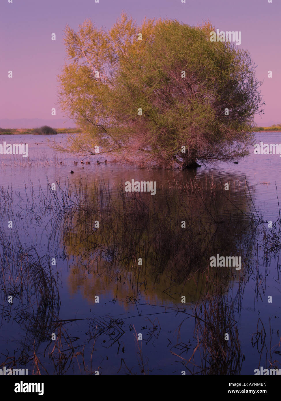 Merced National Wildlife Refuge, Merced, CA USA Stock Photo - Alamy