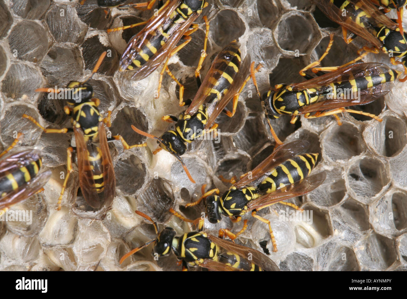 Polistes Gallicus Wasps On Wasps Nest High Resolution Stock Photography ...