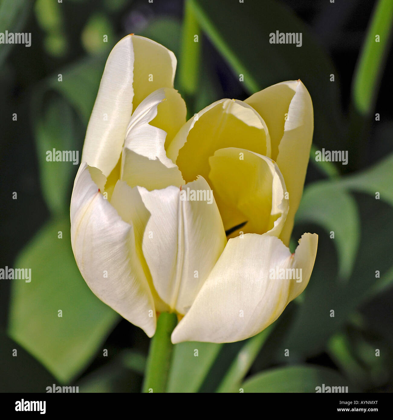 Tulipa 'Albion Star' Stock Photo - Alamy