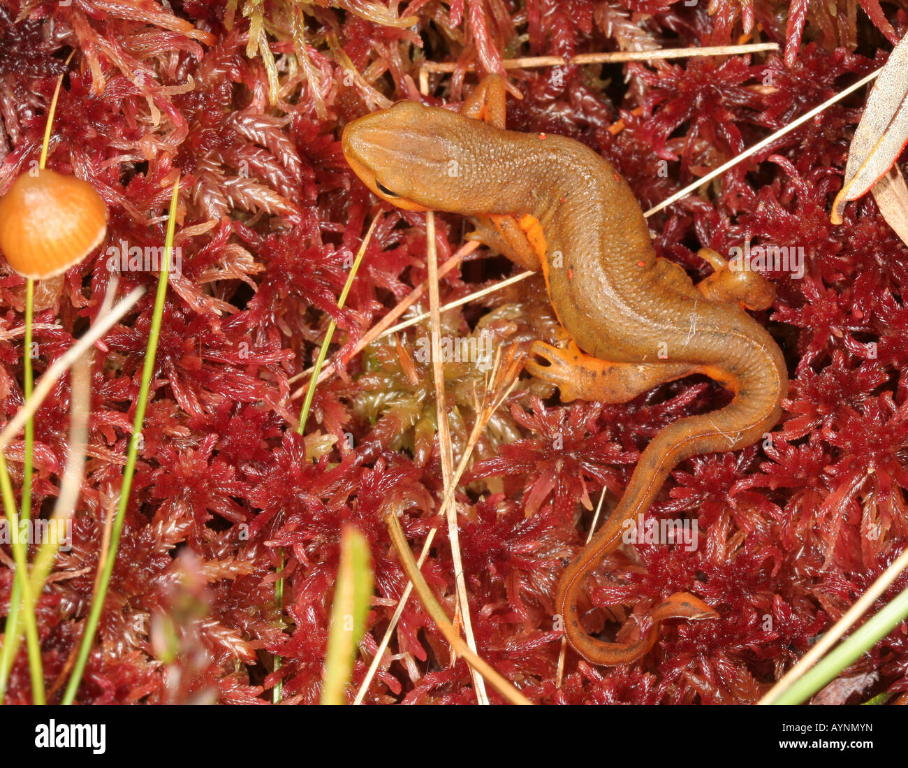 A red eft, immature stage of the eastern newt (Notophthalmus ...