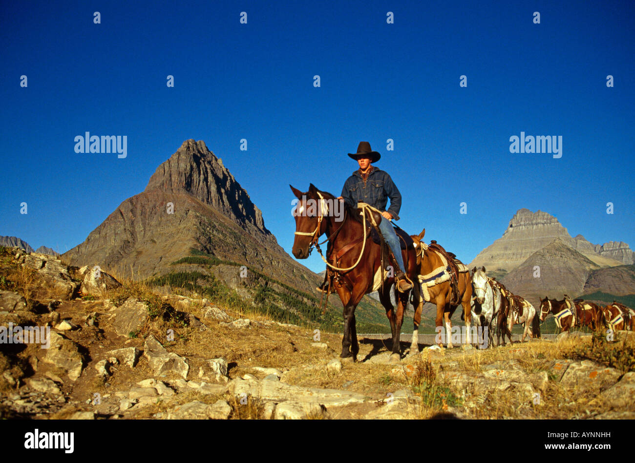 Cowboy leading horses, Glacier National Park, Montana Stock Photo - Alamy