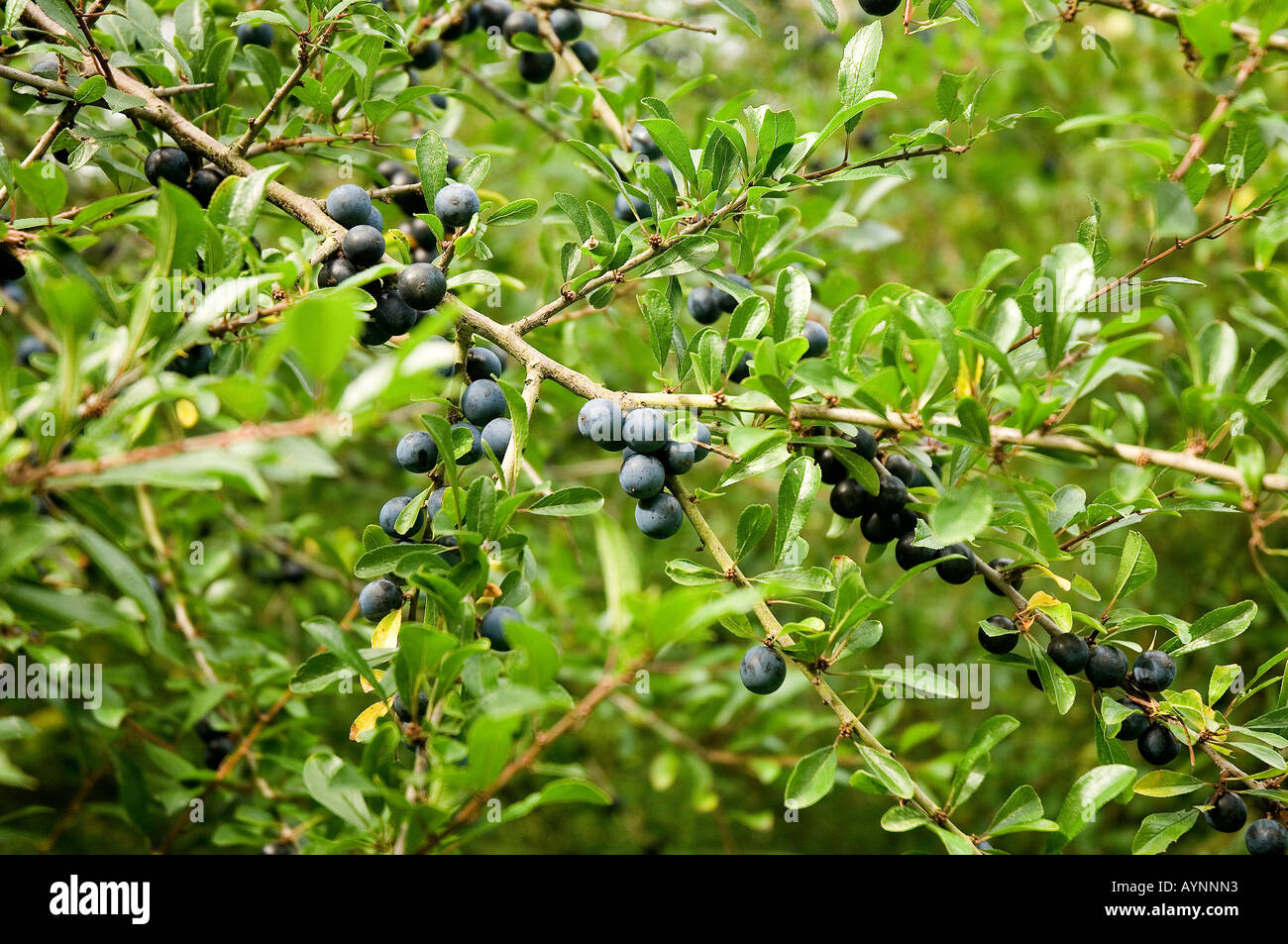 Close up of wild sloe berries berry prunus spinosa England UK United ...