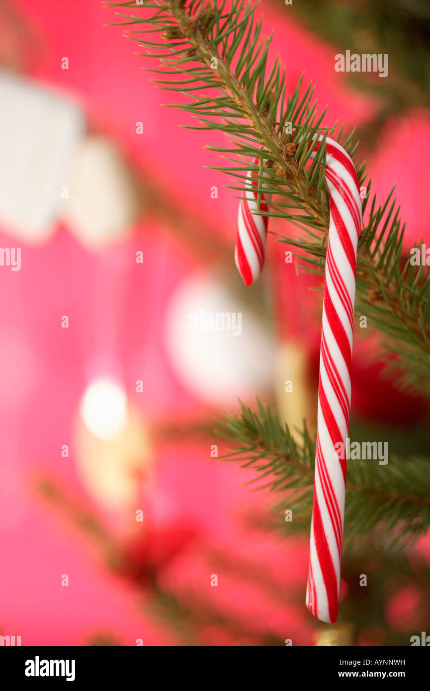Candy cane on Christmas tree Stock Photo - Alamy
