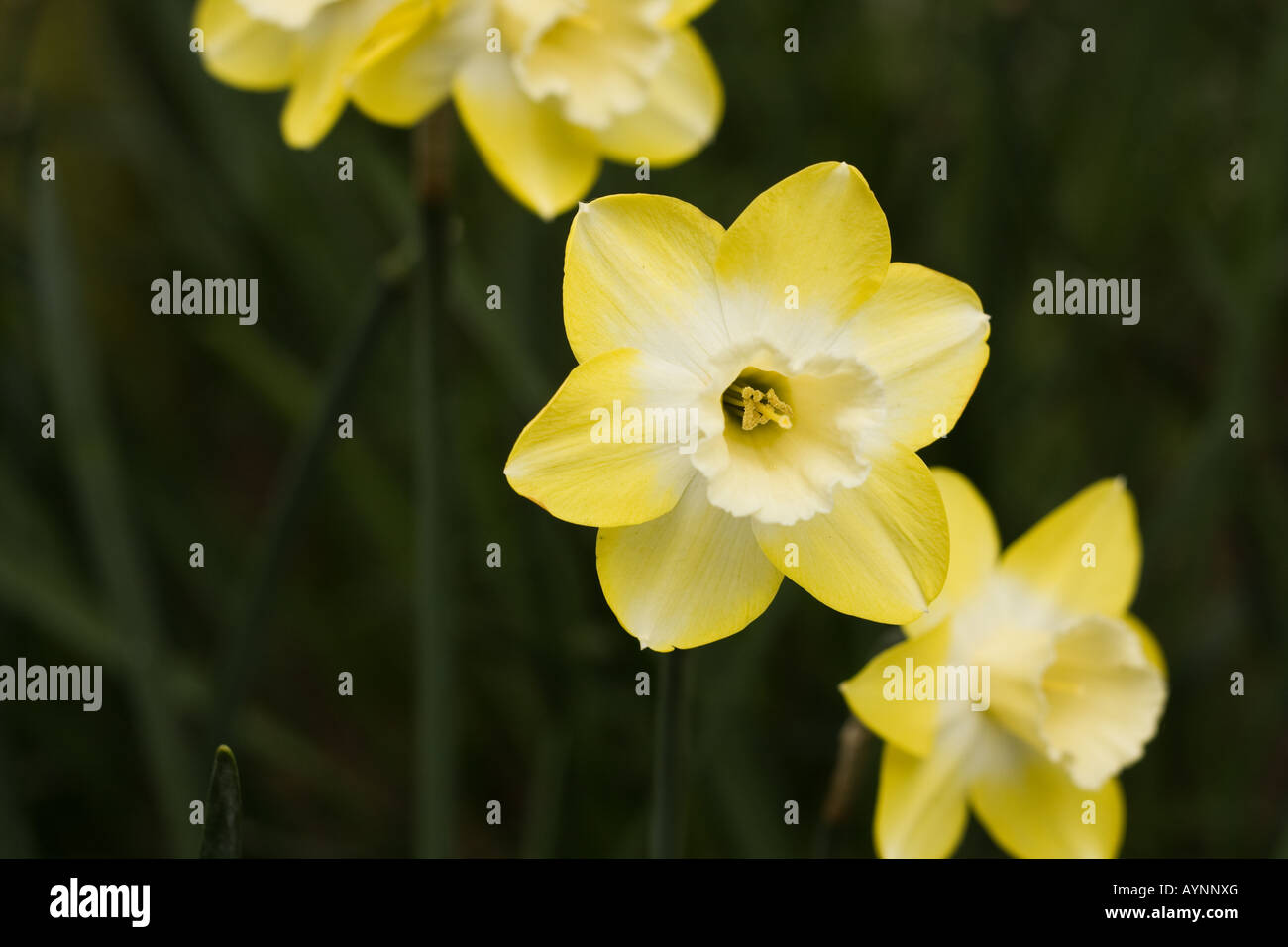 Daffodils garden species hi-res stock photography and images - Alamy