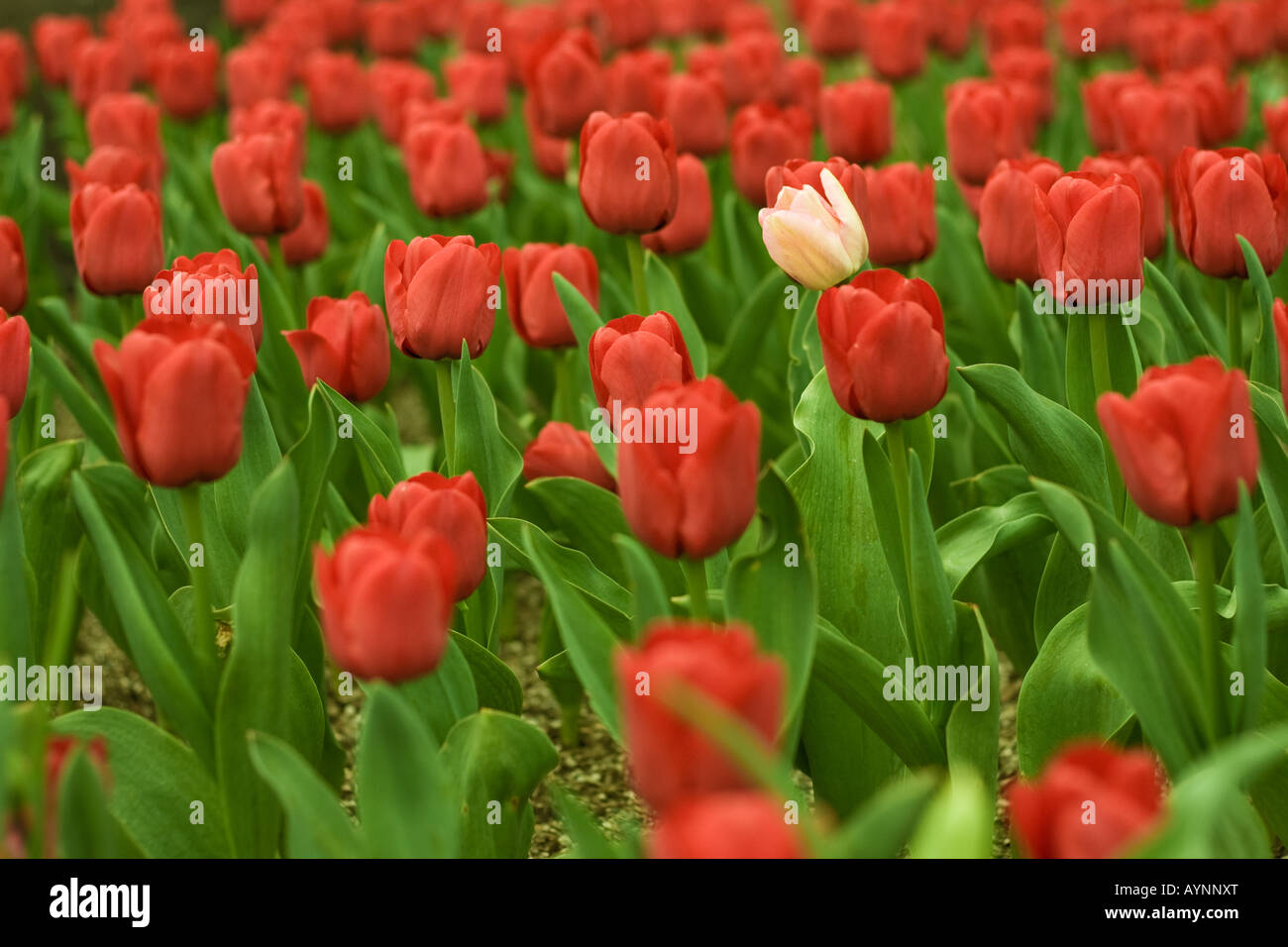Red tunicate hi-res stock photography and images - Alamy