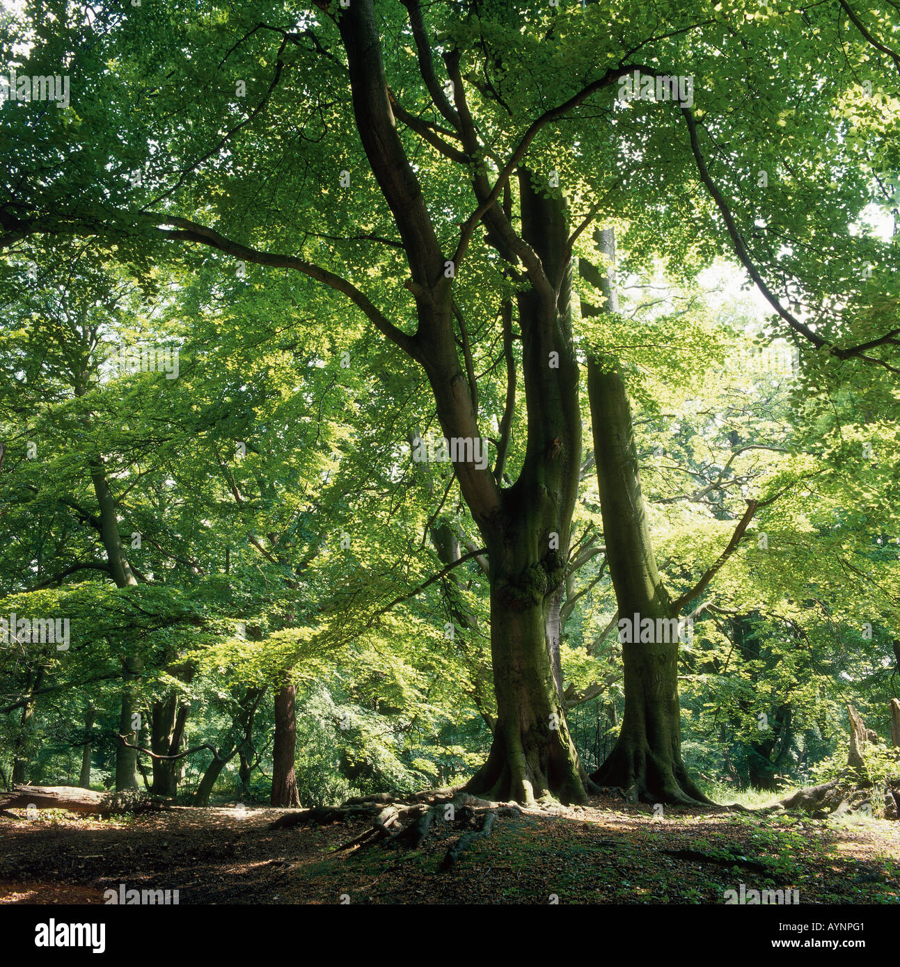 The sun shines through a break in the trees in Epping Forest Essex England Stock Photo - Alamy