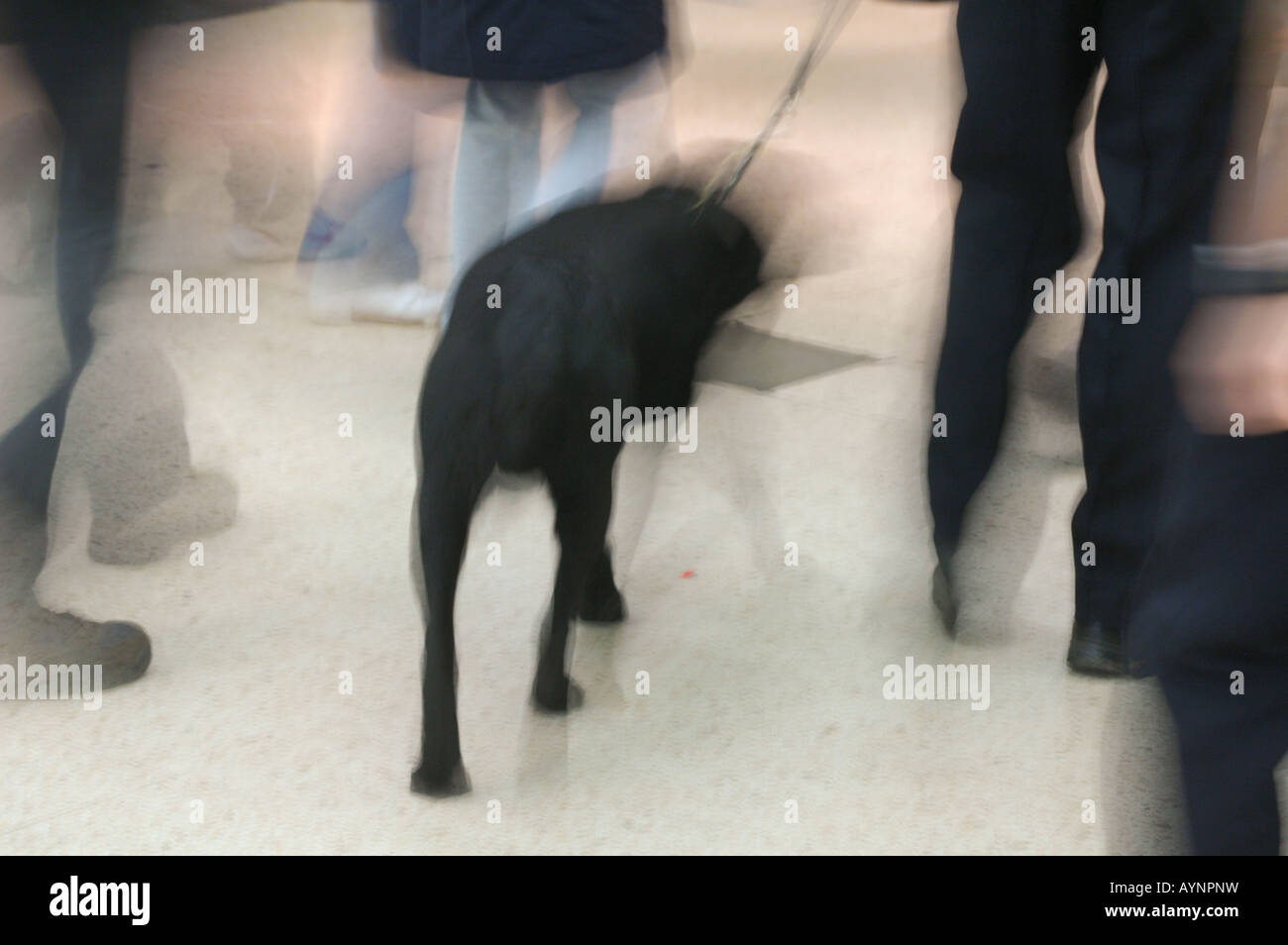 police sniffer dog Stock Photo - Alamy