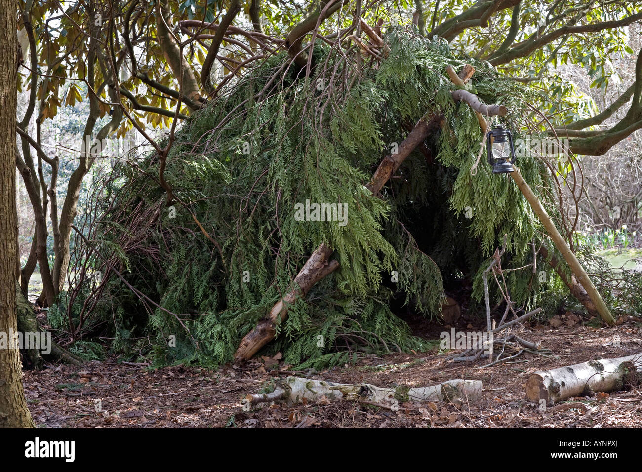 Children's den made with branches and conifer trimmings Stock Photo - Alamy