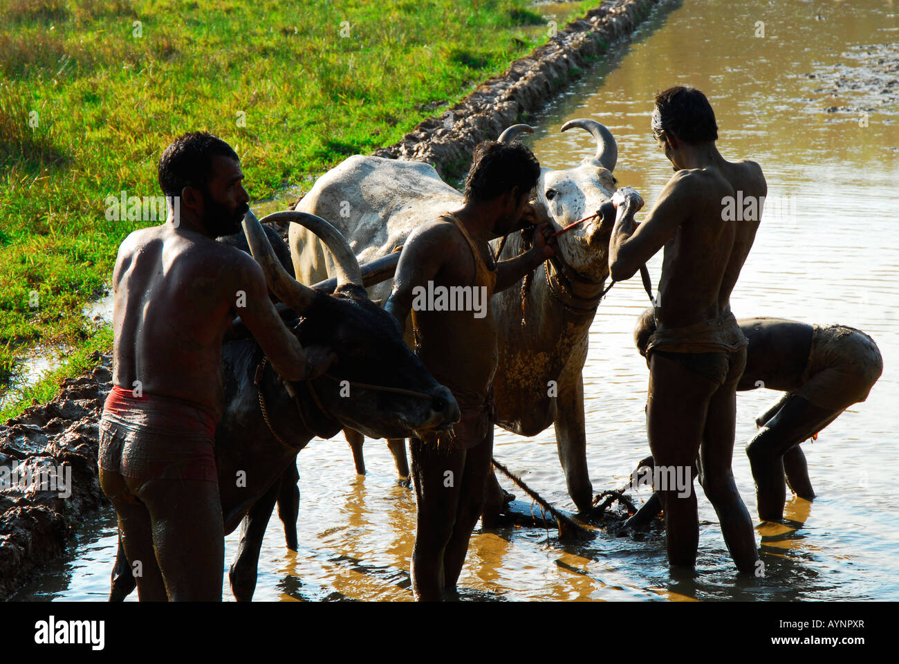 Preparing bulls for bull race in kerala,india Stock Photo - Alamy